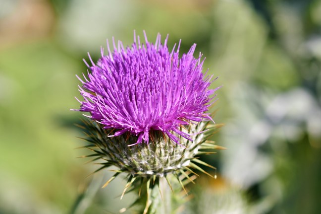 Meddle the Thistle Wha Daur! (Old Poem, New Thistle) – Karen McAulay ...